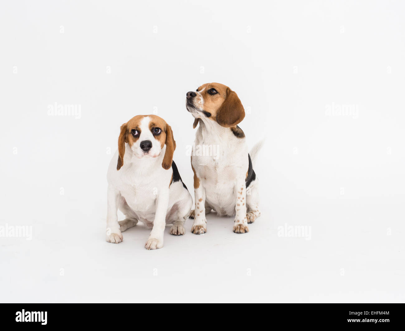 Two beagle dogs isolated on white Stock Photo - Alamy