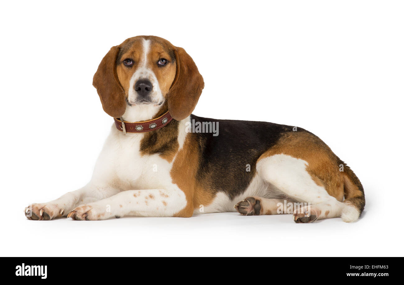 Beagle dog isolated on white background Stock Photo - Alamy