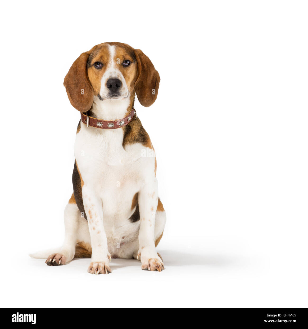 Beagle dog isolated on white background Stock Photo - Alamy