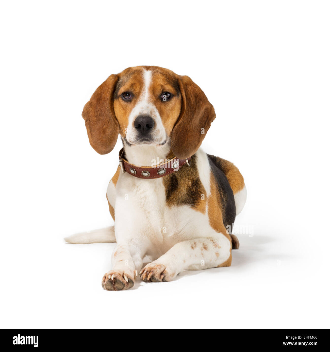 Beagle dog isolated on white background Stock Photo - Alamy