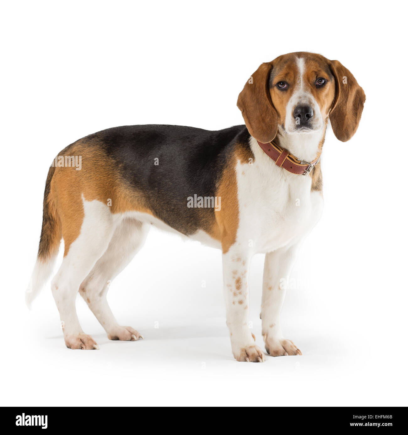 Beagle dog isolated on white background Stock Photo - Alamy