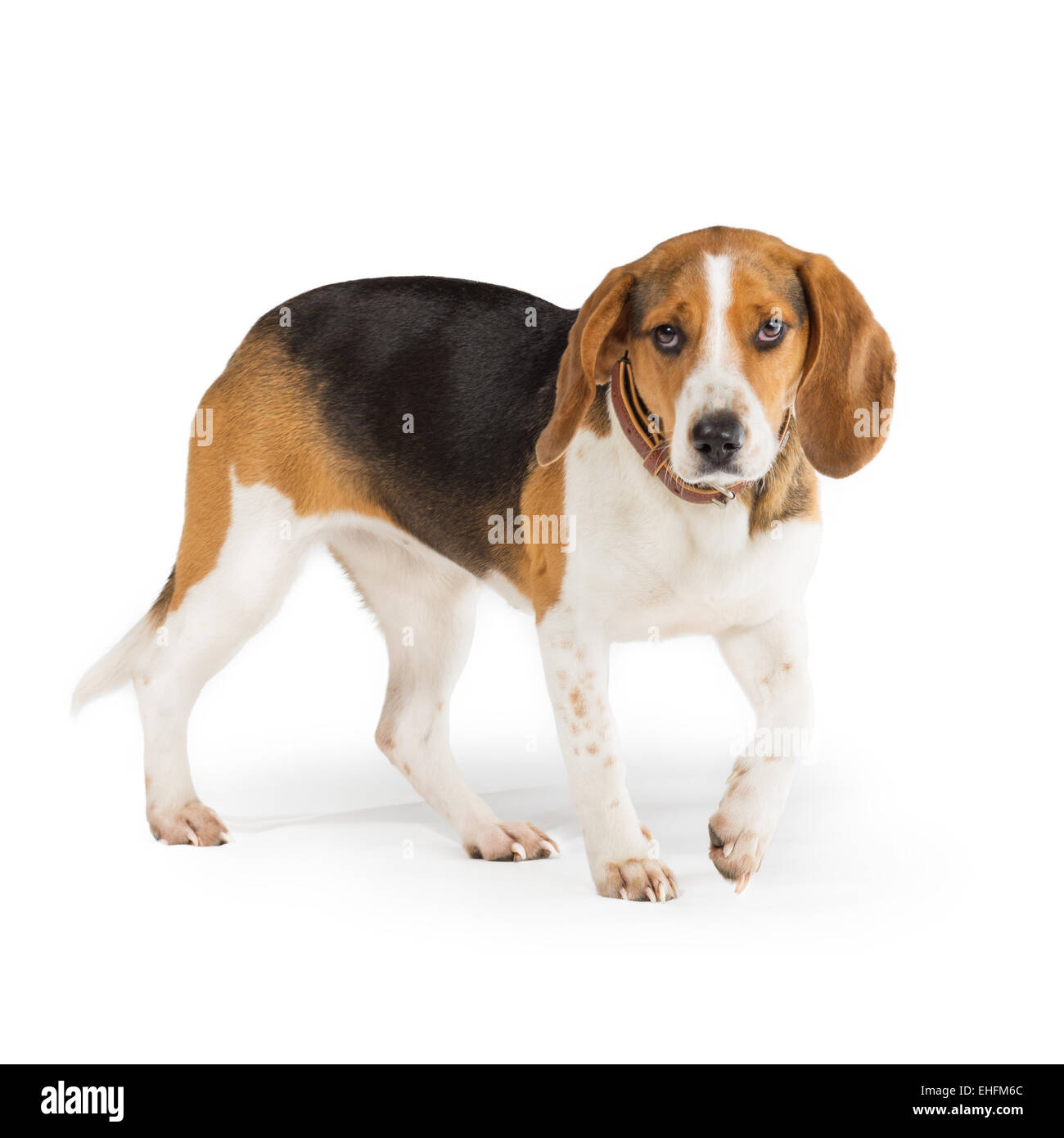 Beagle dog isolated on white background Stock Photo - Alamy