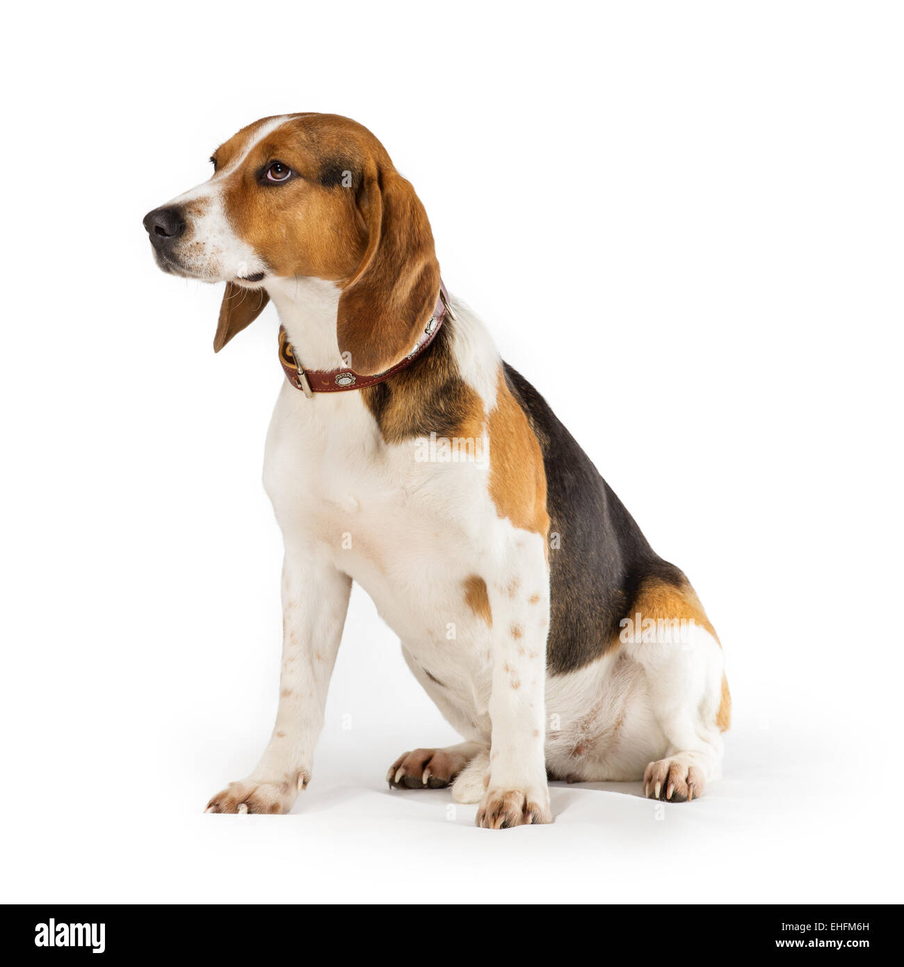Beagle dog isolated on white background Stock Photo - Alamy