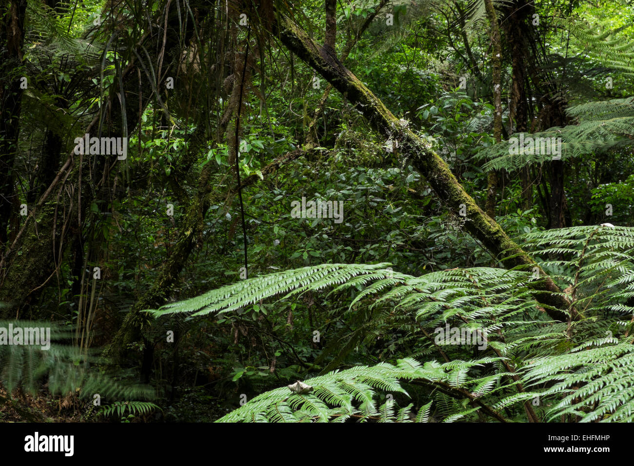 Walk in new zealand bush hi-res stock photography and images - Alamy