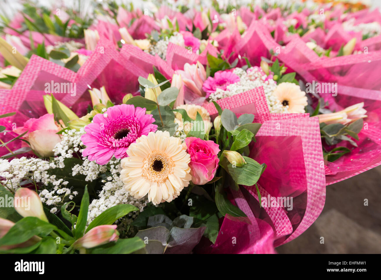 Bedfordshire, UK. 13th March, 2015. A mass of colourful flowers are on ...