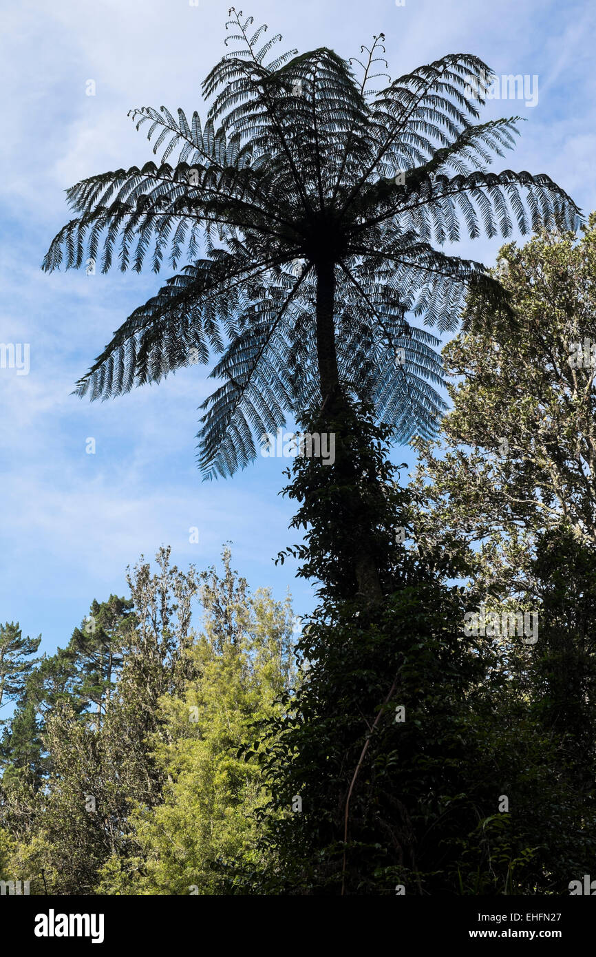 Black ferns new zealand hi-res stock photography and images - Alamy