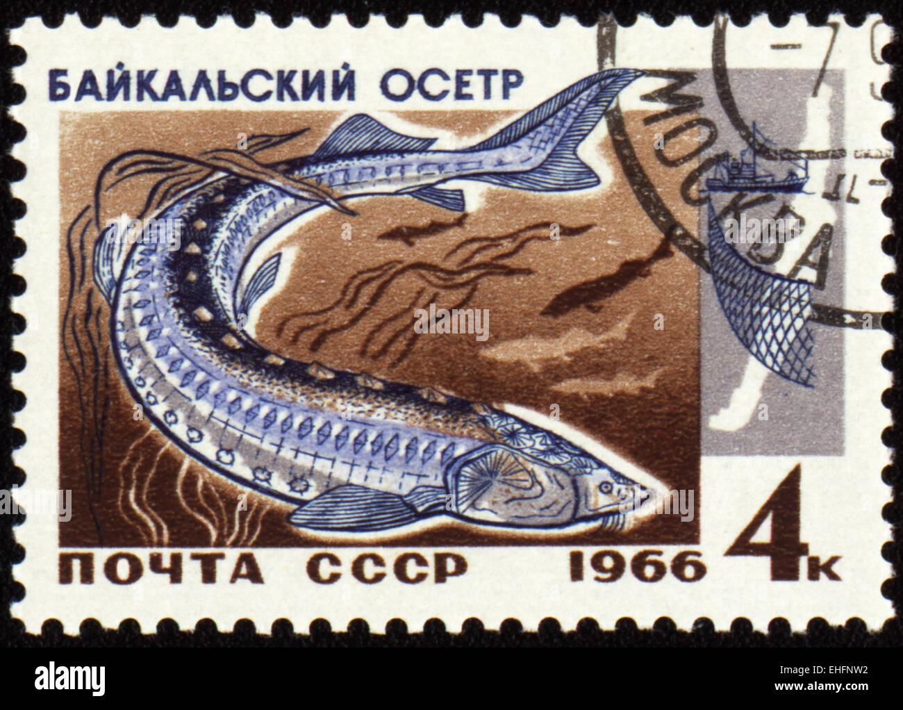 Baikal Sturgeon High Resolution Stock Photography and Images - Alamy