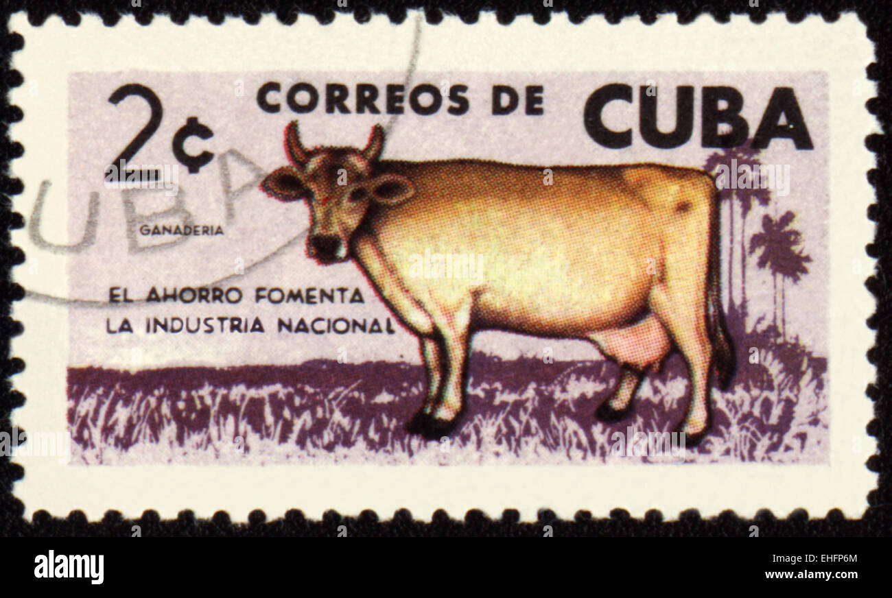 CUBA - CIRCA 1960s: stamp printed in Cuba shows cow in the field Stock ...