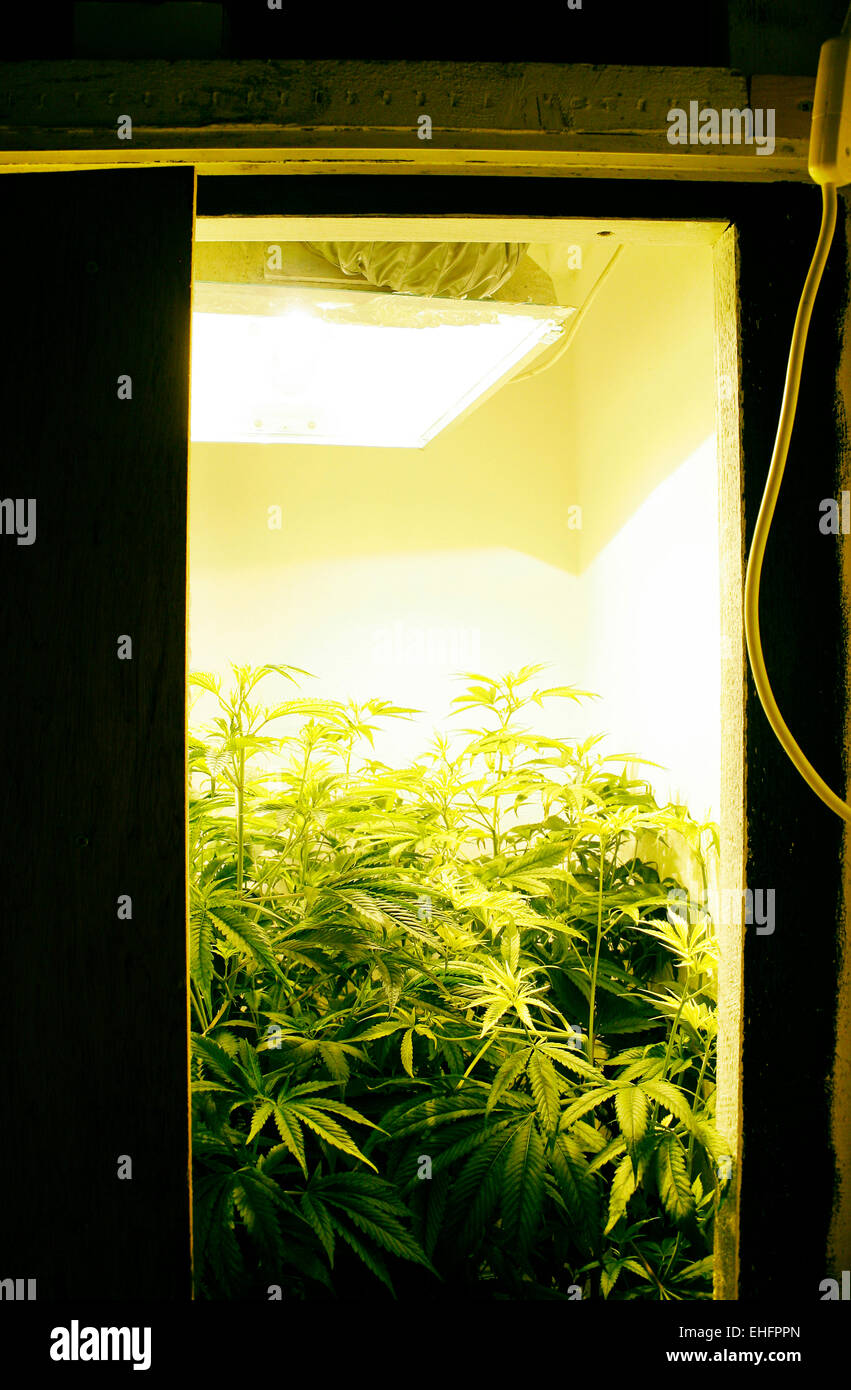 Home grown high grade skunk hi-res stock photography and images - Alamy