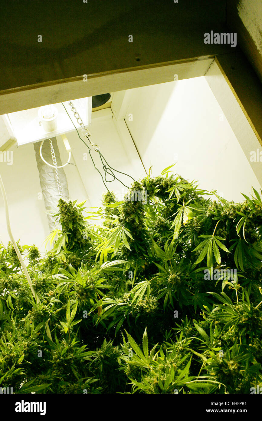 Home grown high grade skunk hi-res stock photography and images - Alamy