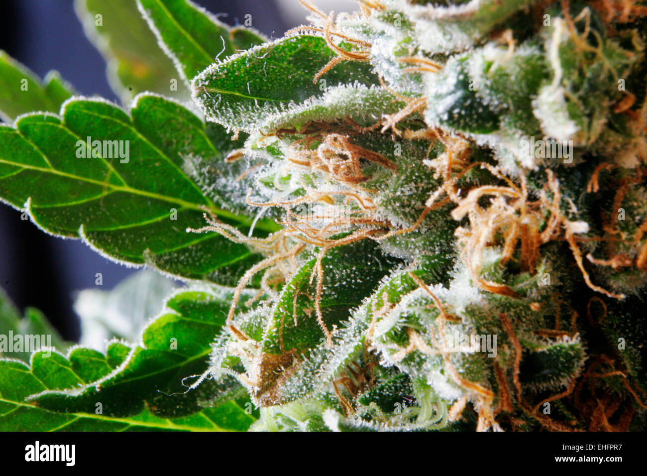Home grown high grade skunk hi-res stock photography and images - Alamy