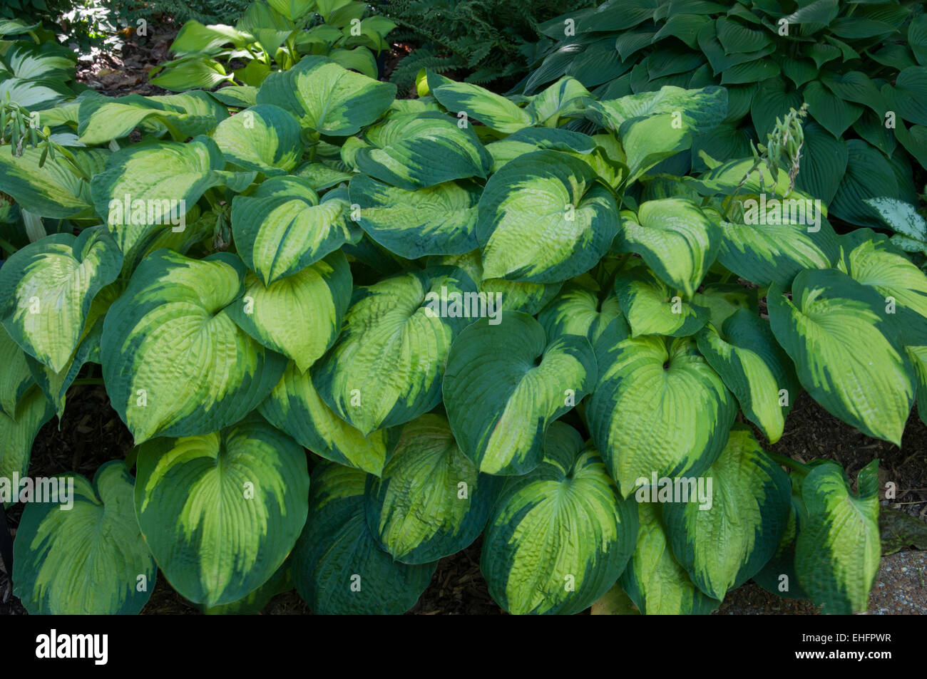 Hosta COLOR GLORY Stock Photo - Alamy