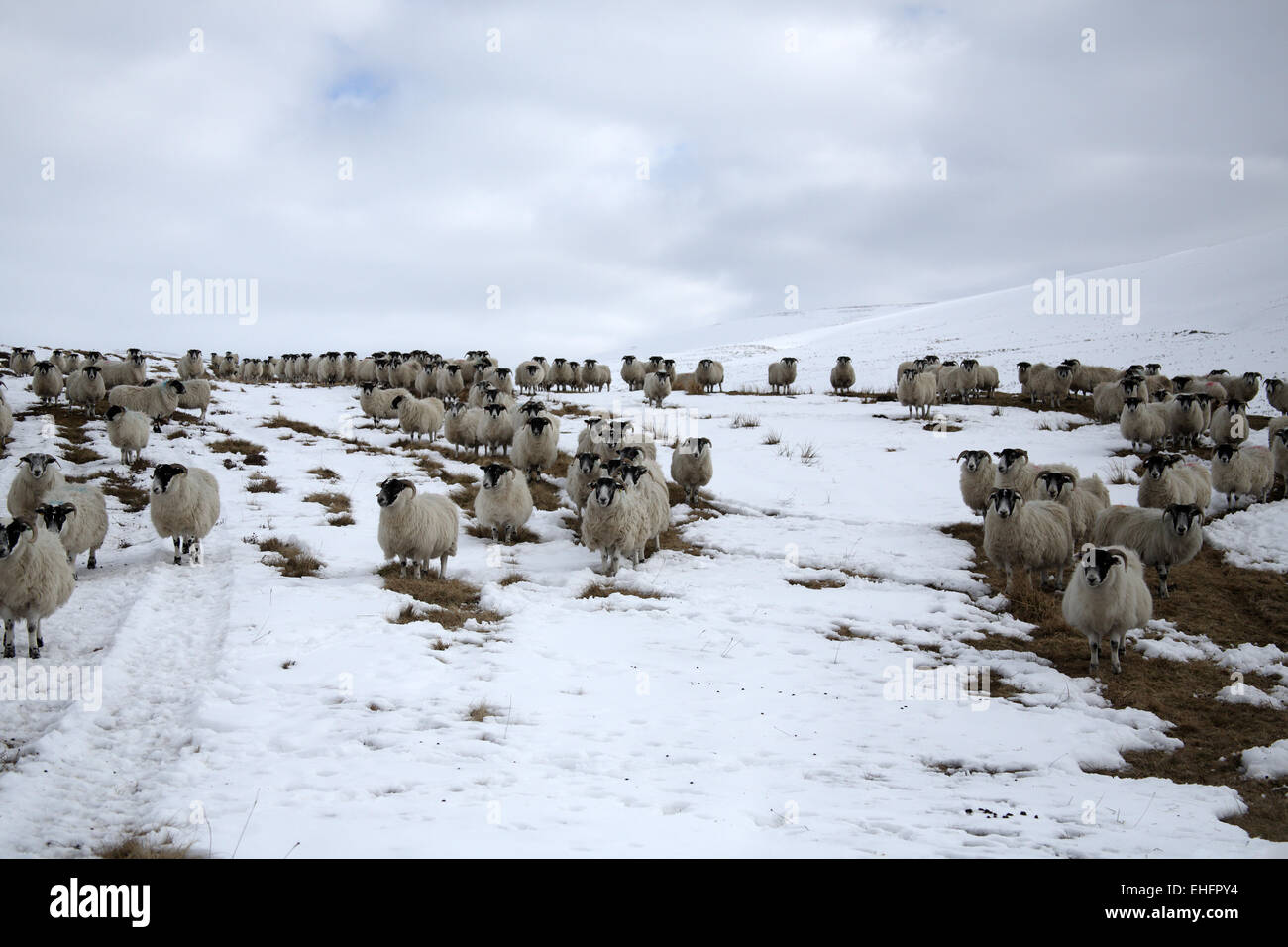 Gathering of sheep hi-res stock photography and images - Alamy