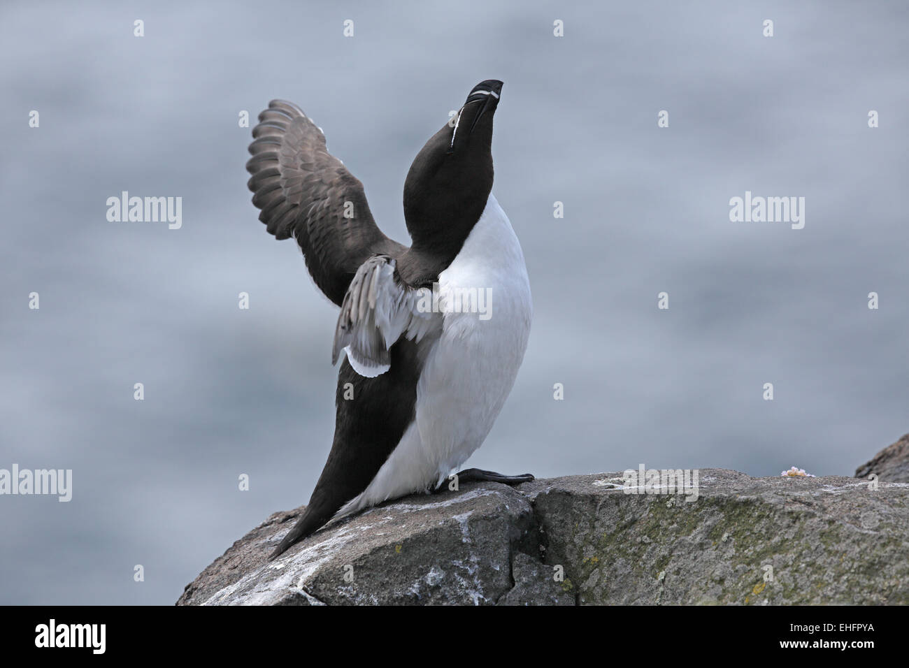 Razorbill, Alca torda, on cliff with wings raised Stock Photo - Alamy