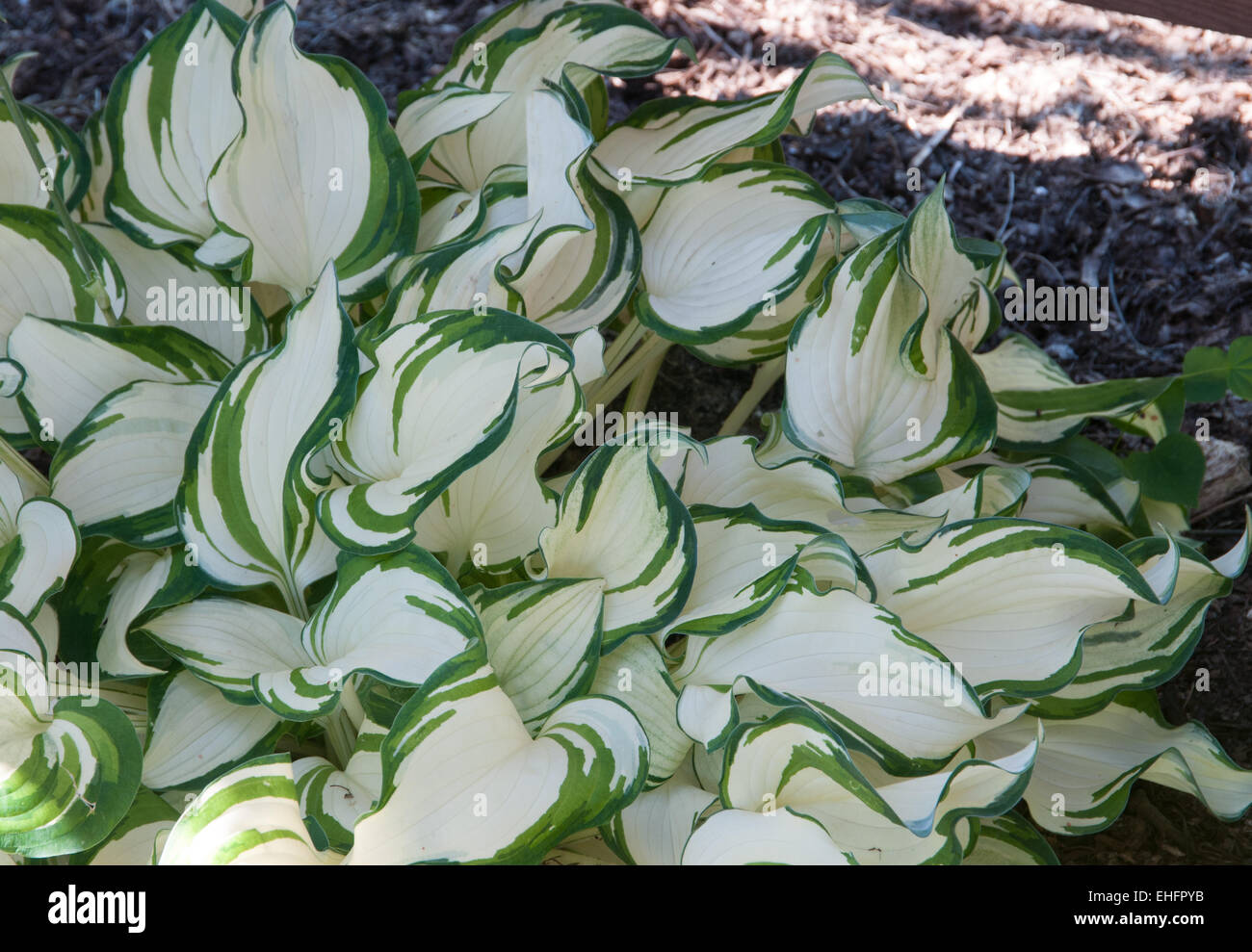 Hosta GHOST SPIRIT Stock Photo - Alamy