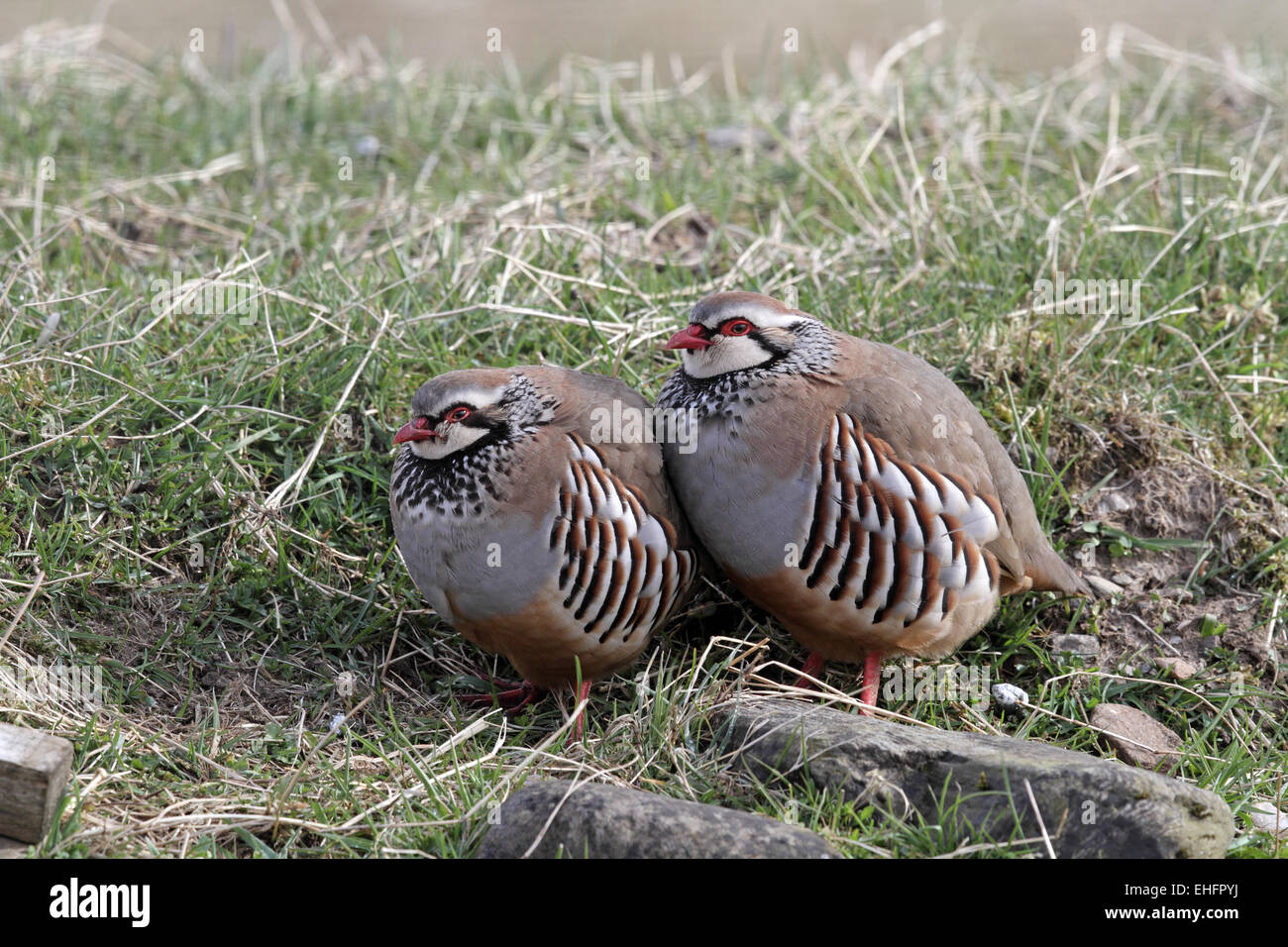 Red-legged Partridge, Alectoris rufa, pair Stock Photo - Alamy