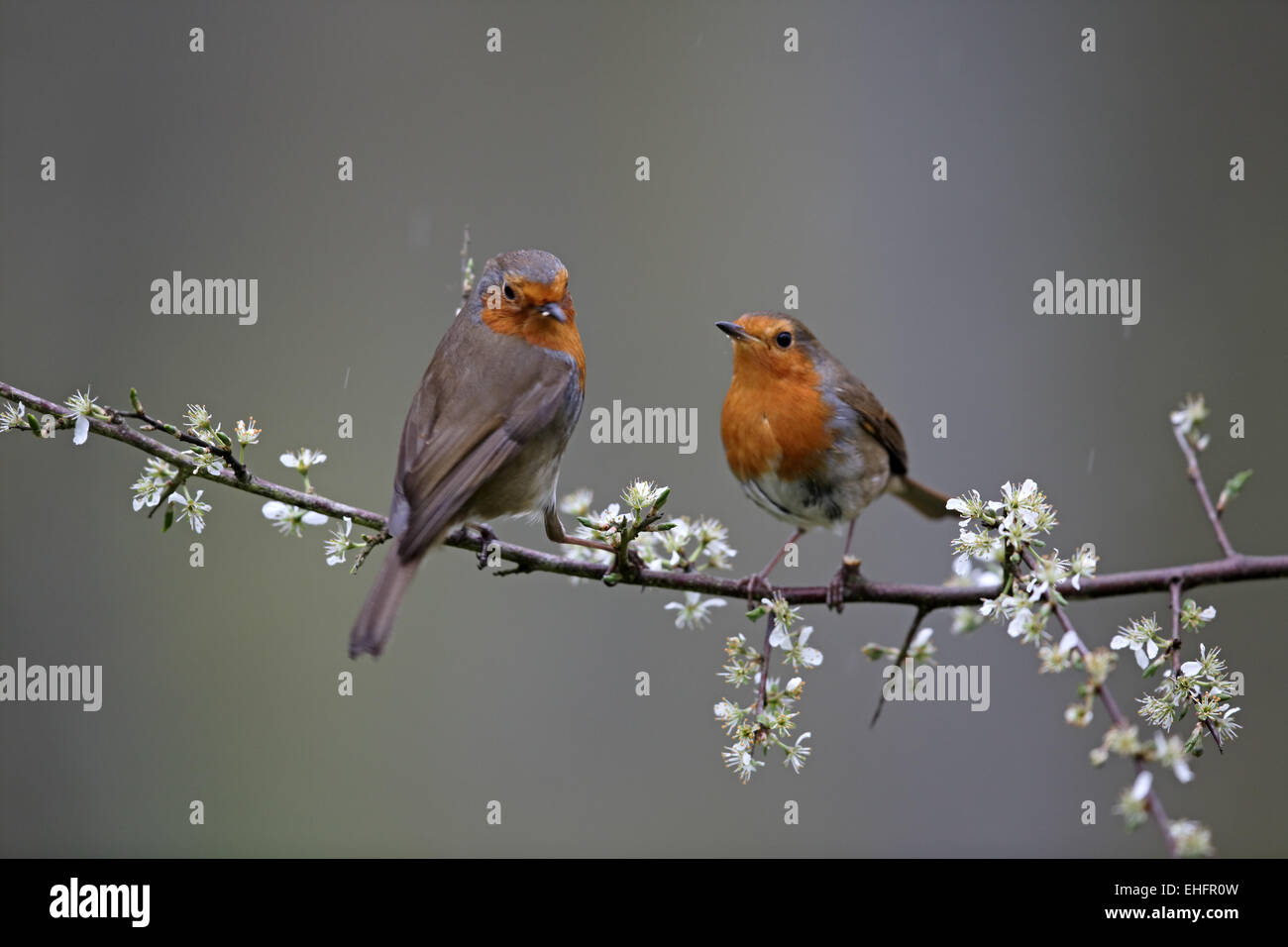 European Robins, Erithacus rubecula, on blackthorn Stock Photo - Alamy