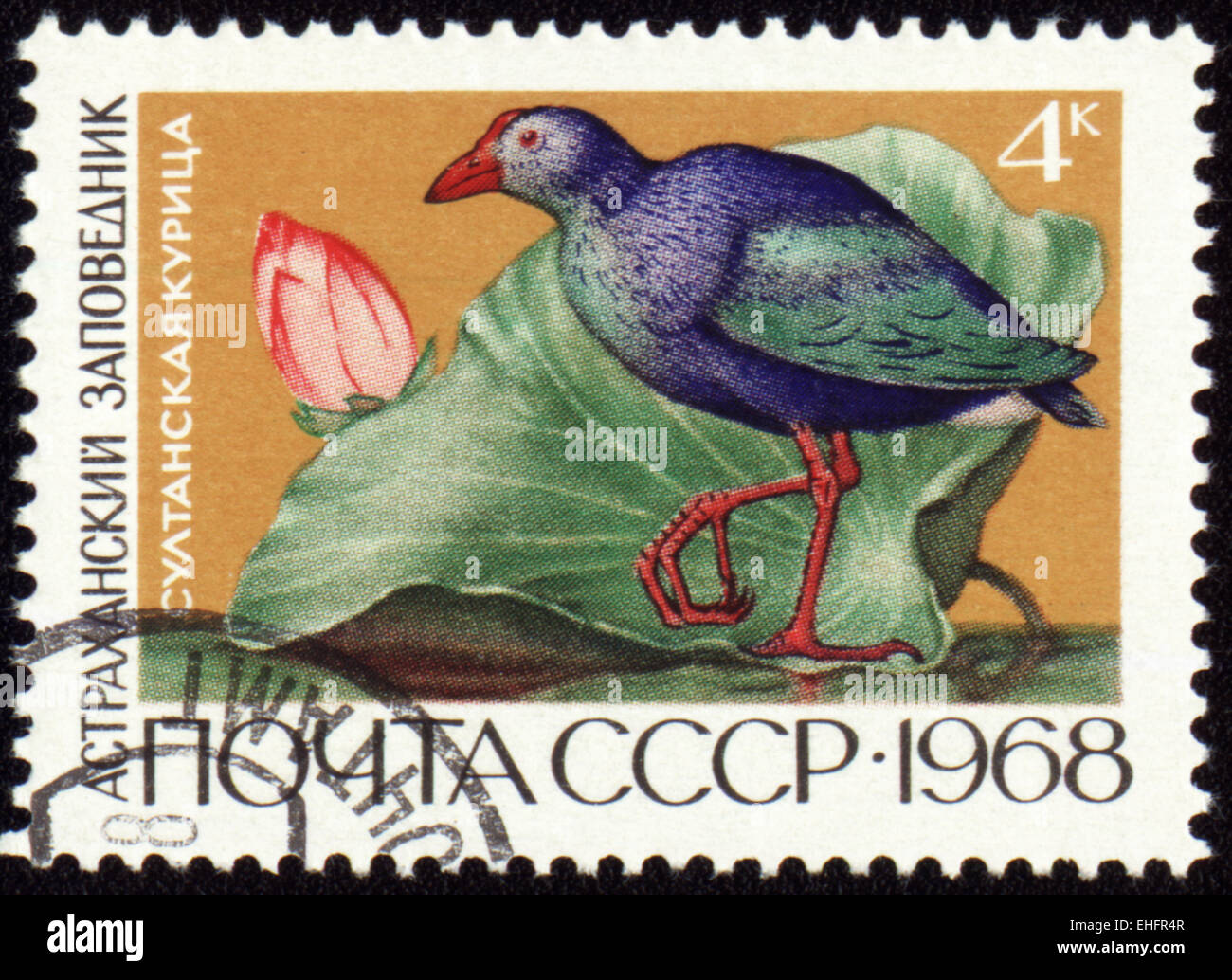 USSR - CIRCA 1968: stamp printed in the USSR shows Sultan hen Stock ...