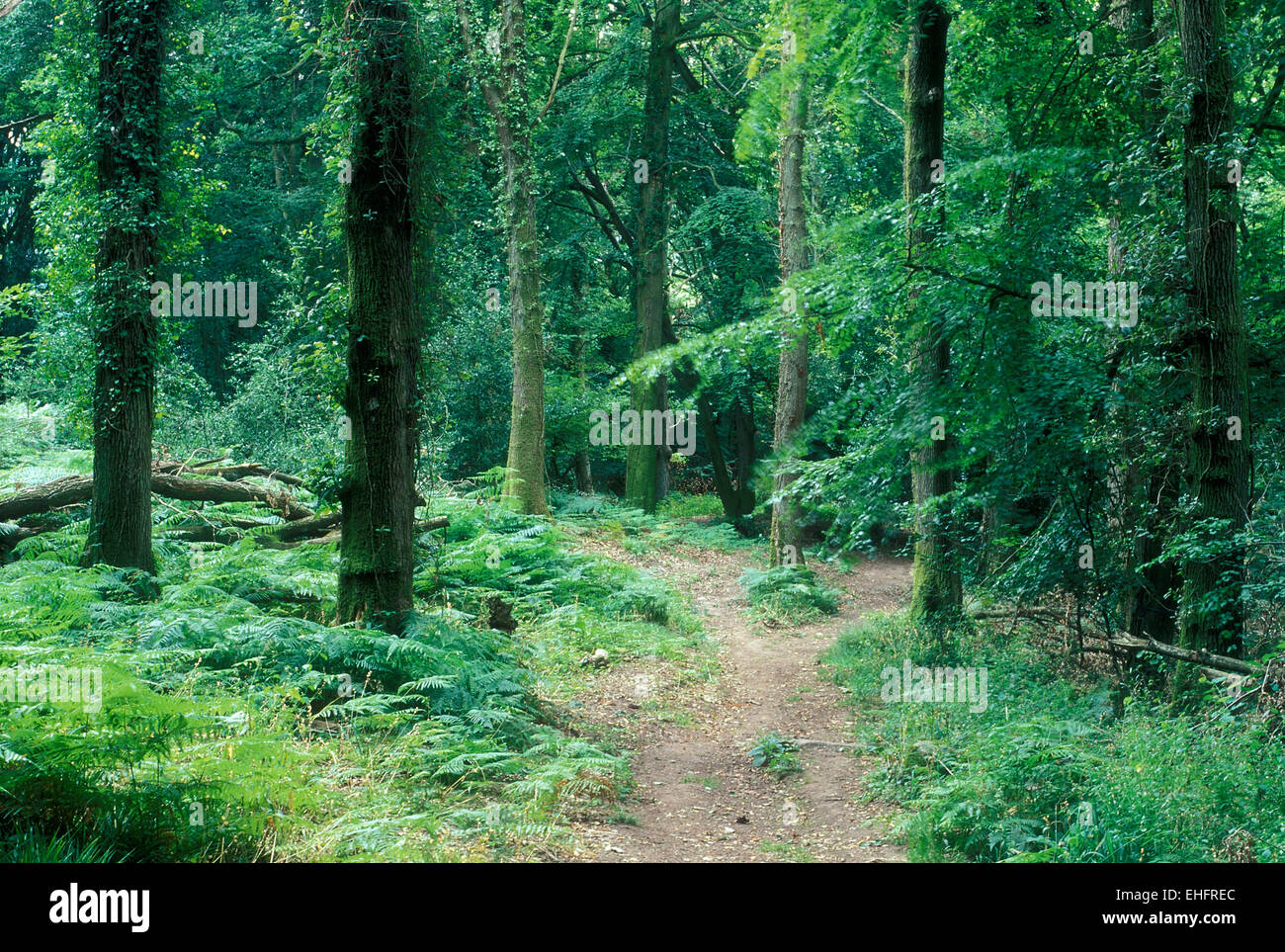 Bigsweir wood gloucestershire wye valley hi-res stock photography and ...