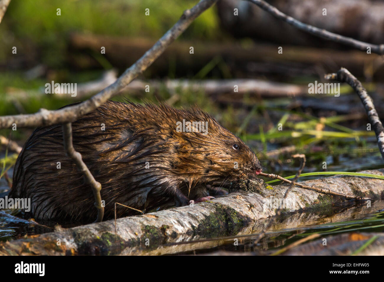 Wetland teeth hi-res stock photography and images - Alamy
