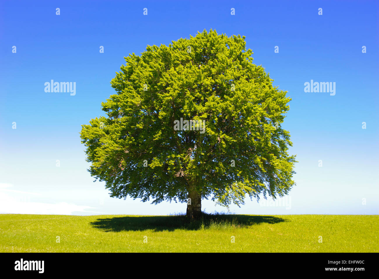 Beautiful big beech green hi-res stock photography and images - Alamy