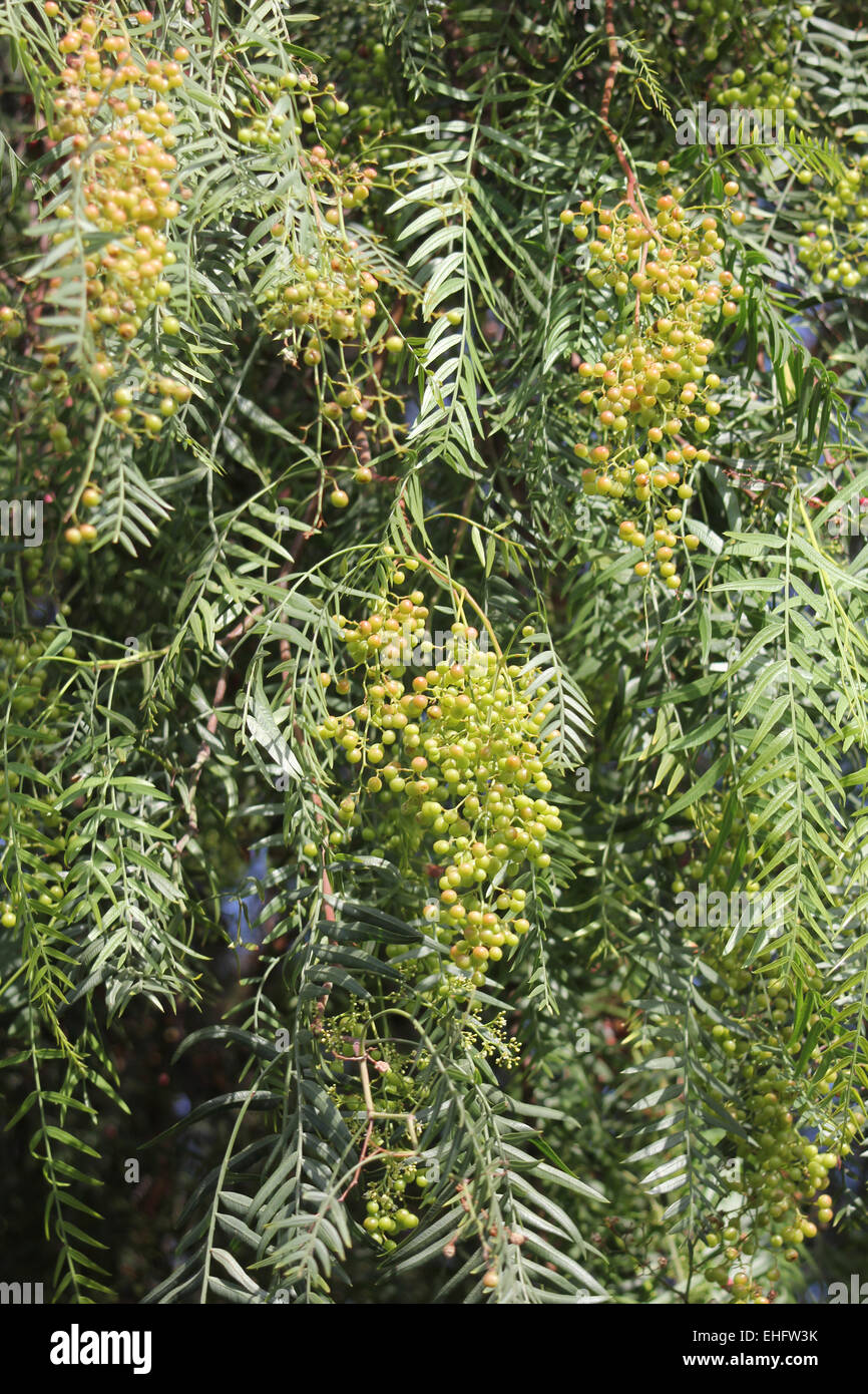 Pepper shrub hi-res stock photography and images - Alamy
