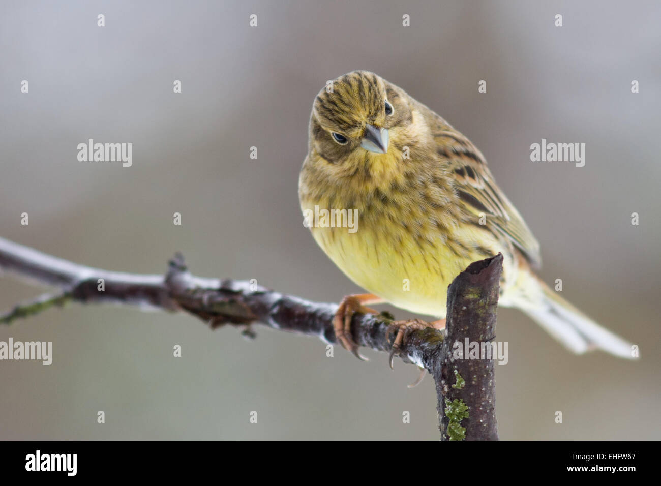 Goldhammer hi-res stock photography and images - Alamy