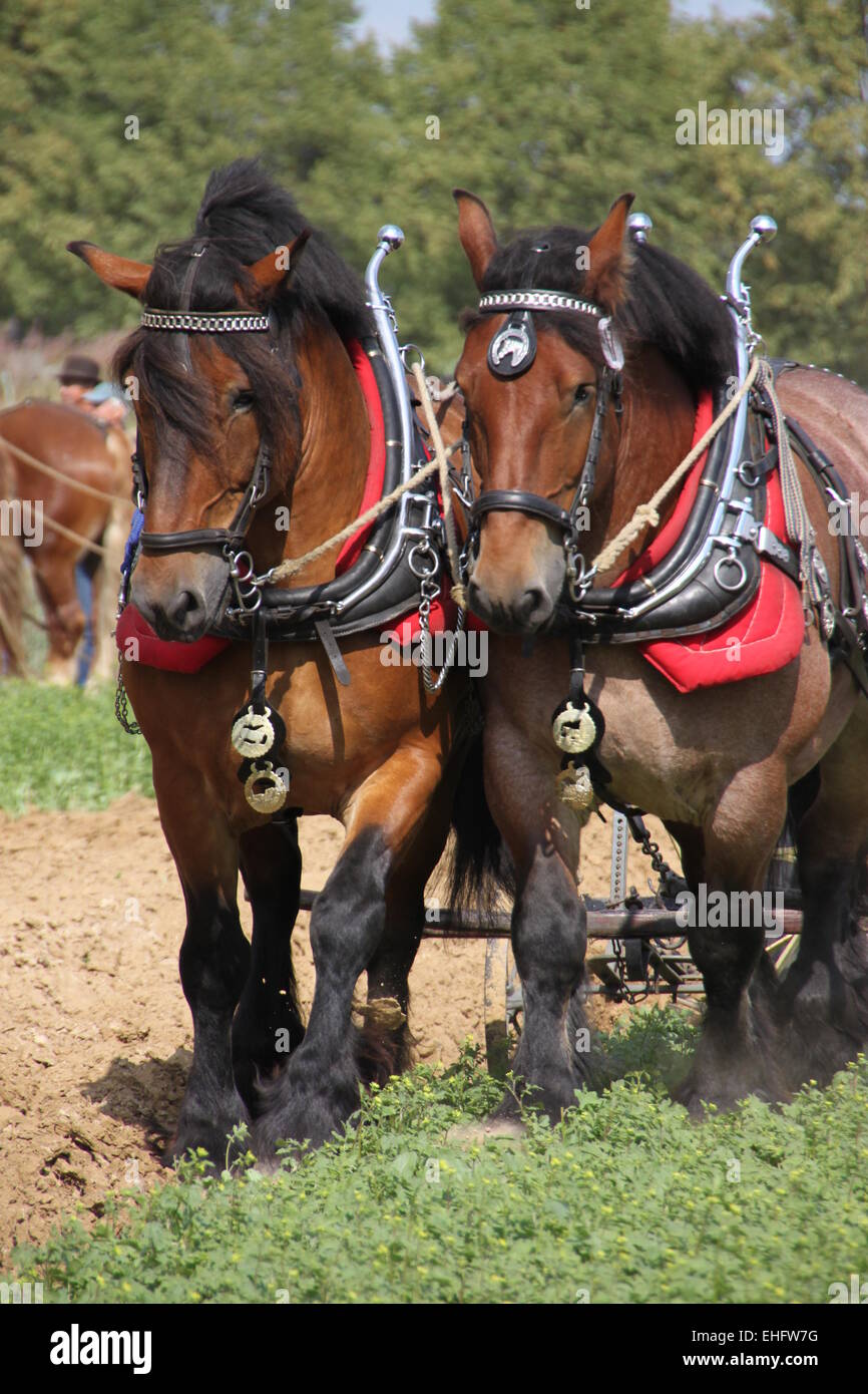 Carthorses hi-res stock photography and images - Alamy