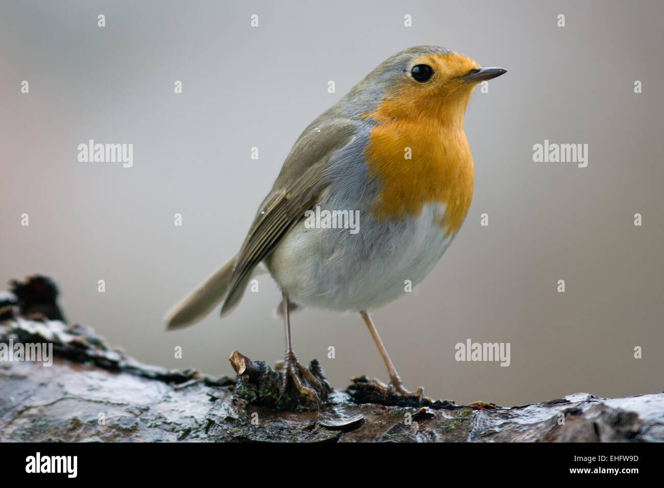 Robin gray hi-res stock photography and images - Alamy