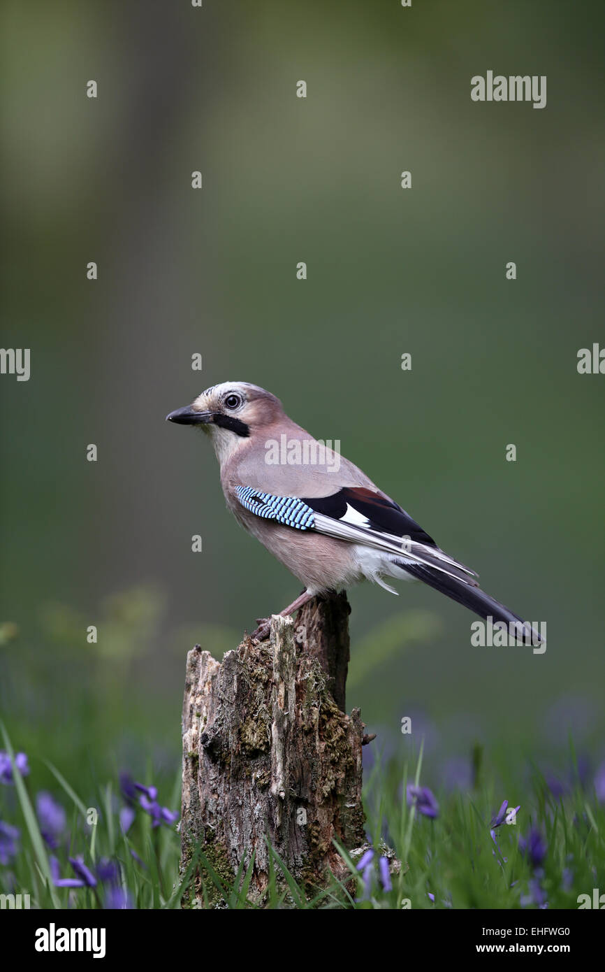 Eurasian Jay, Garrulus glandarius Stock Photo - Alamy
