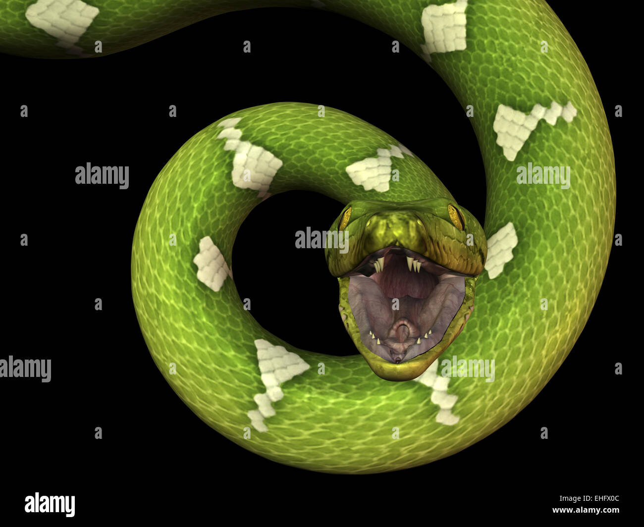 Python fangs hi-res stock photography and images - Alamy