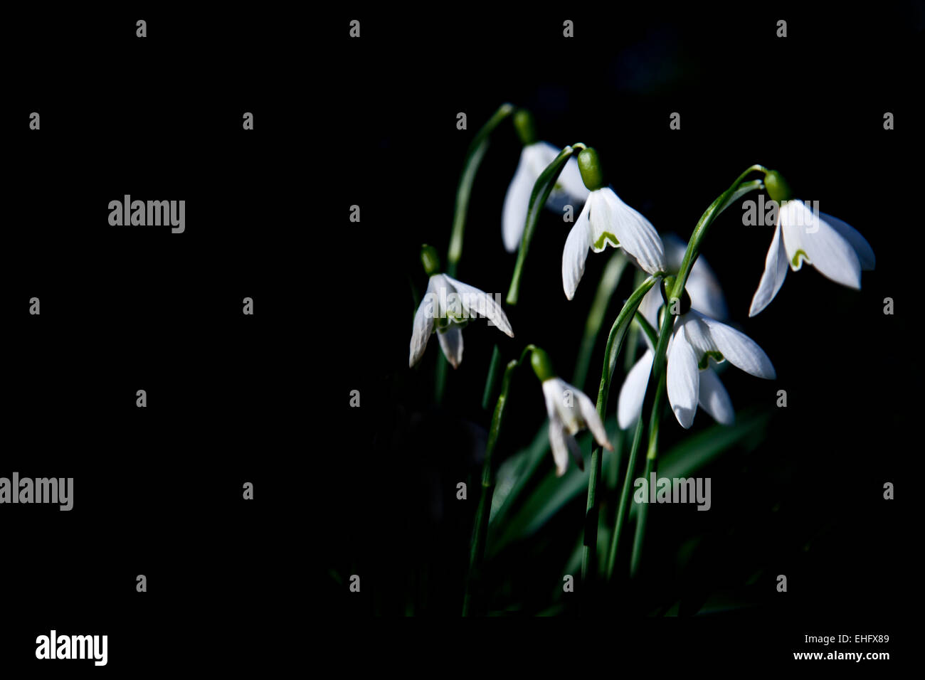 Snowdrops black background Stock Photo - Alamy