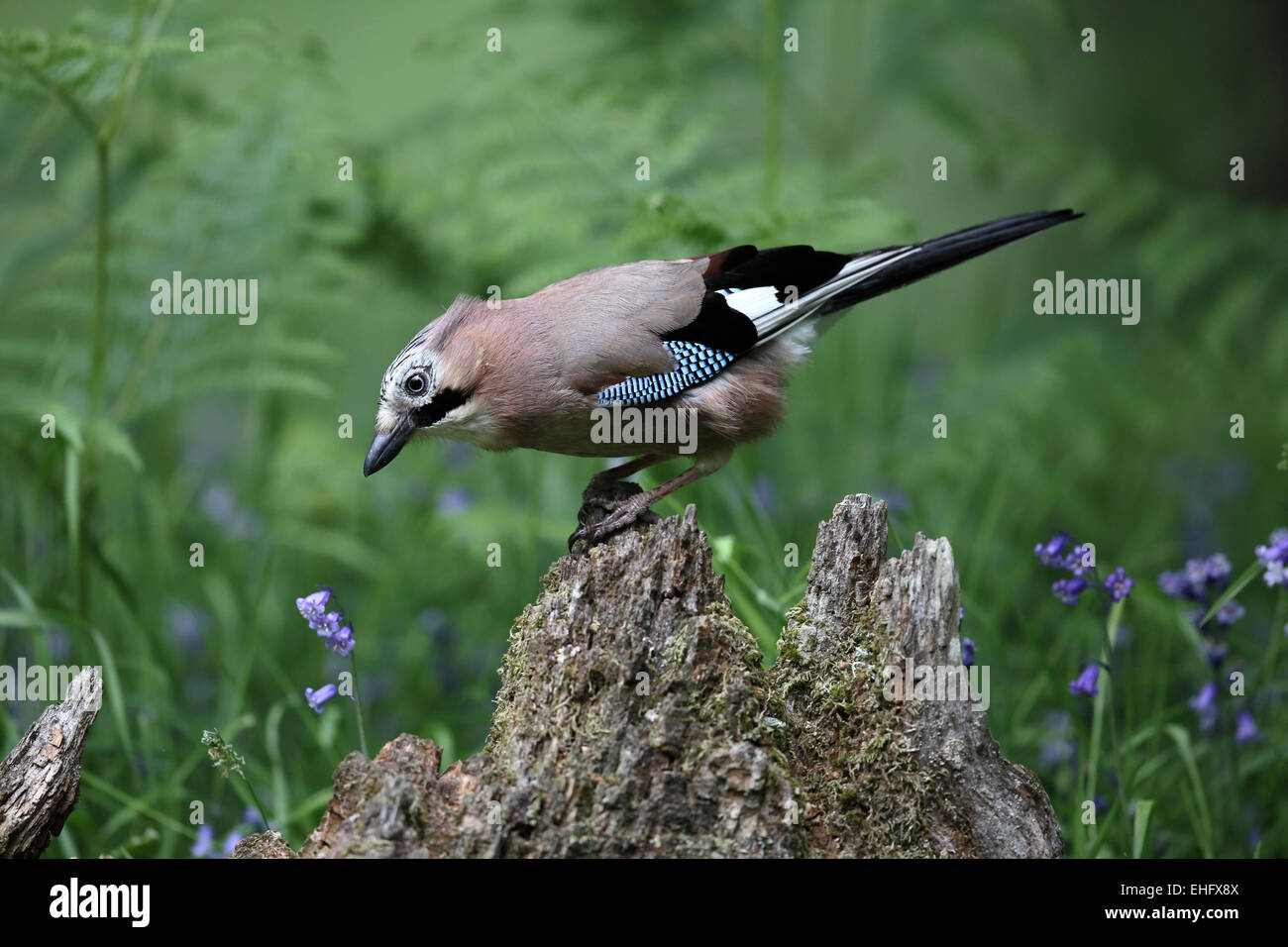 Eurasian jay and acorn hi-res stock photography and images - Alamy