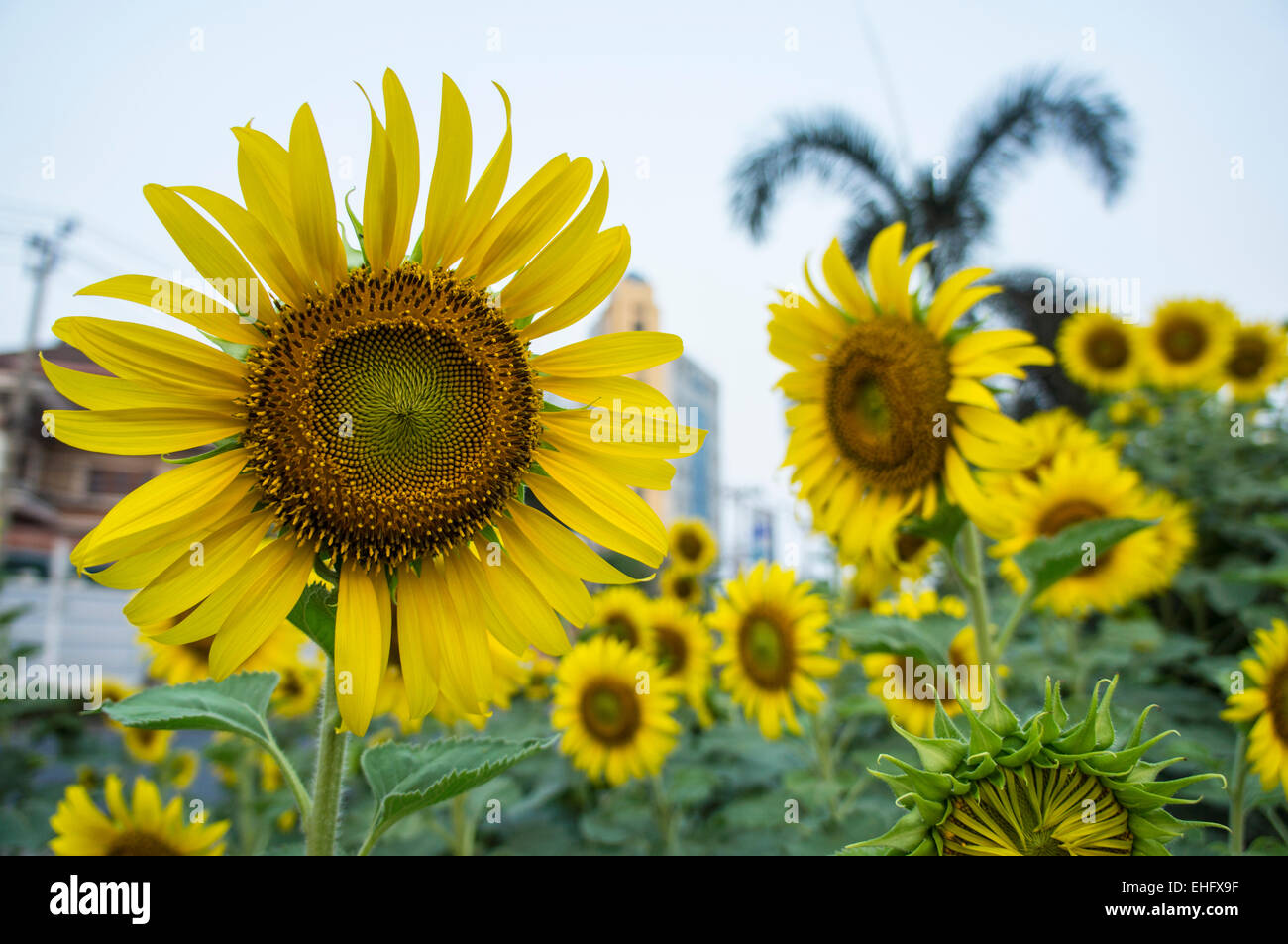 sunflower farm scenic field outdoor tree farmland Stock Photo - Alamy