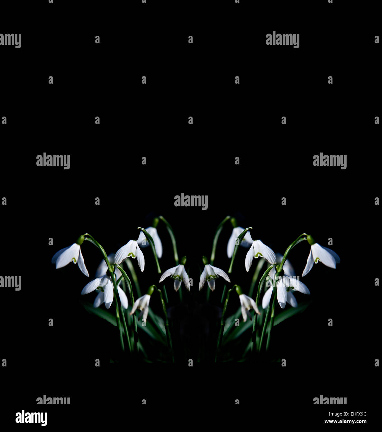 Snowdrops black background Stock Photo - Alamy