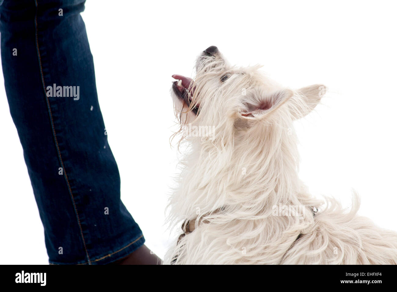 Dog education hi-res stock photography and images - Alamy