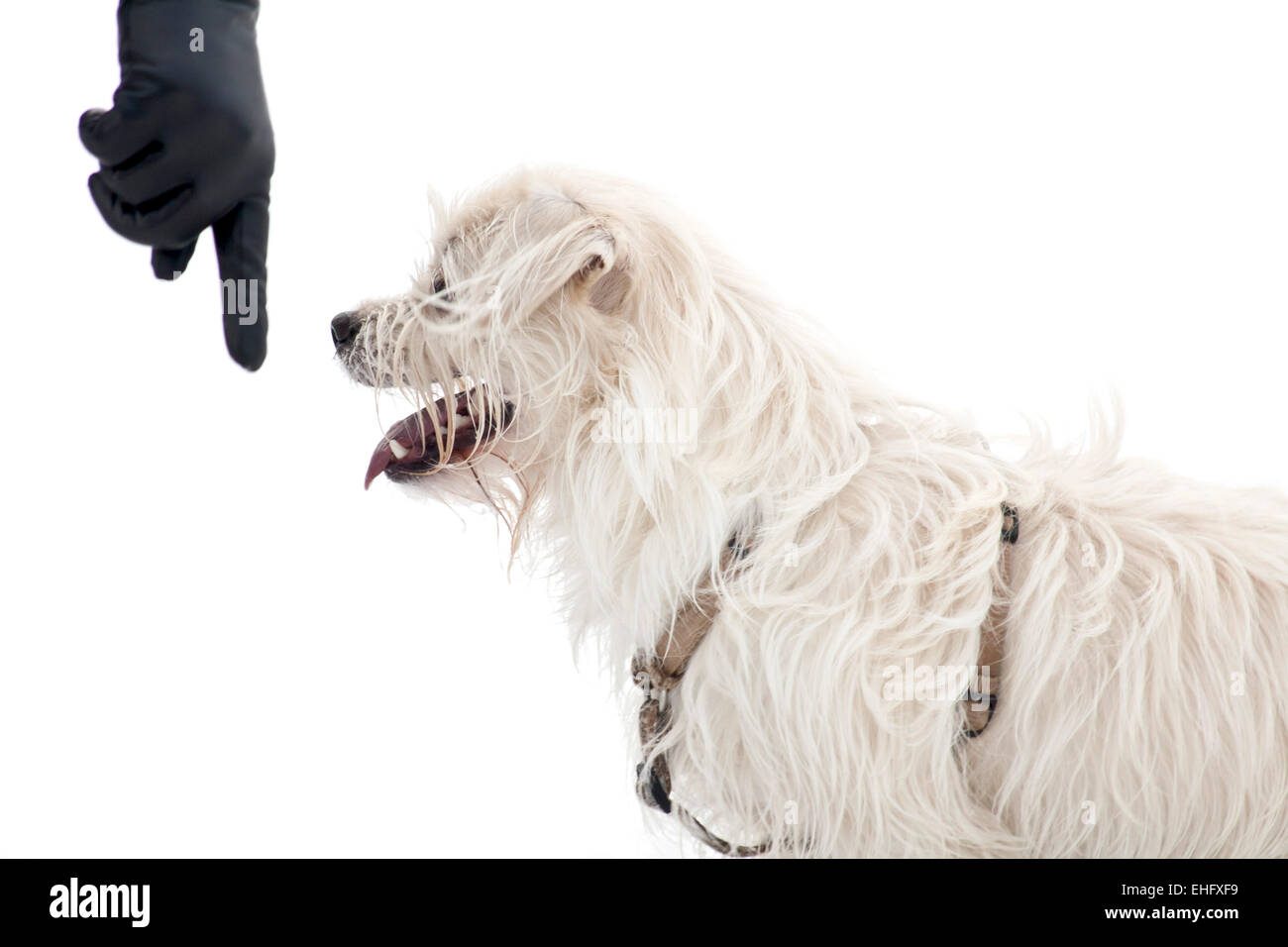 Dog education hi-res stock photography and images - Alamy