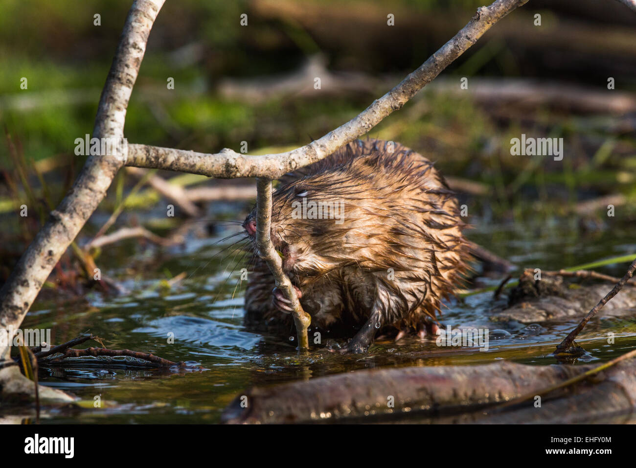 Wetland teeth hi-res stock photography and images - Alamy
