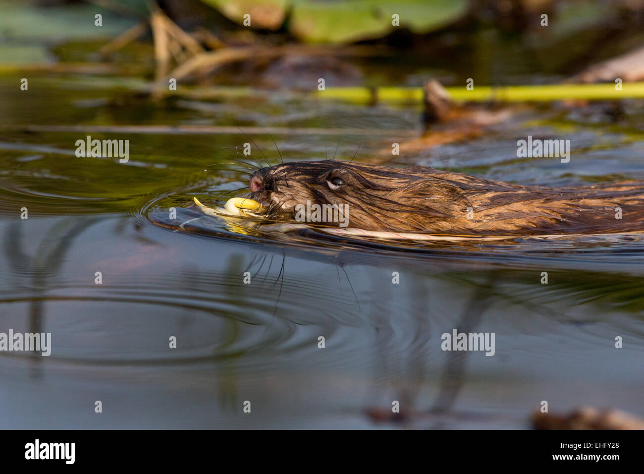 Food muskrat hi-res stock photography and images - Alamy