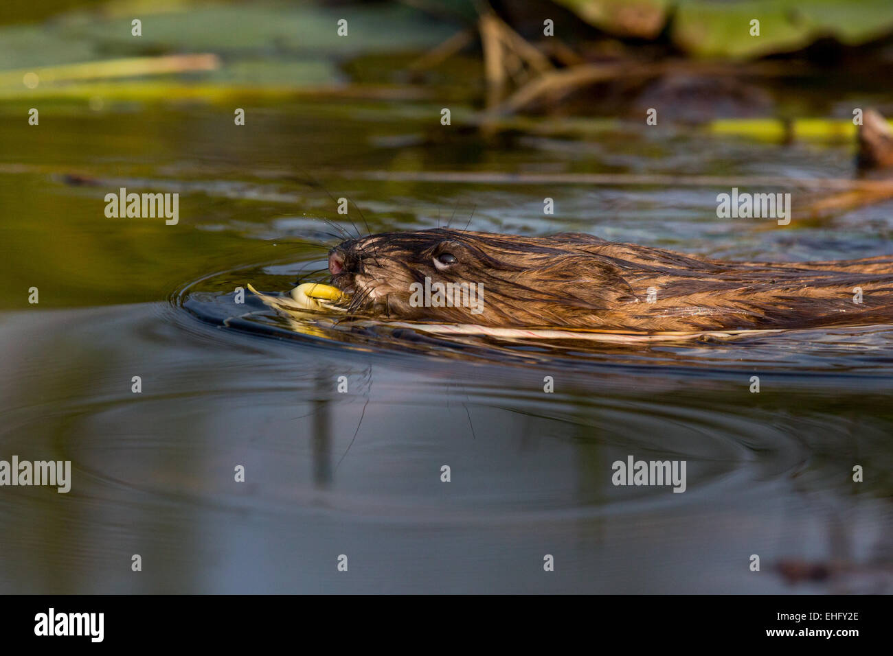 Nose Patch High Resolution Stock Photography and Images - Alamy