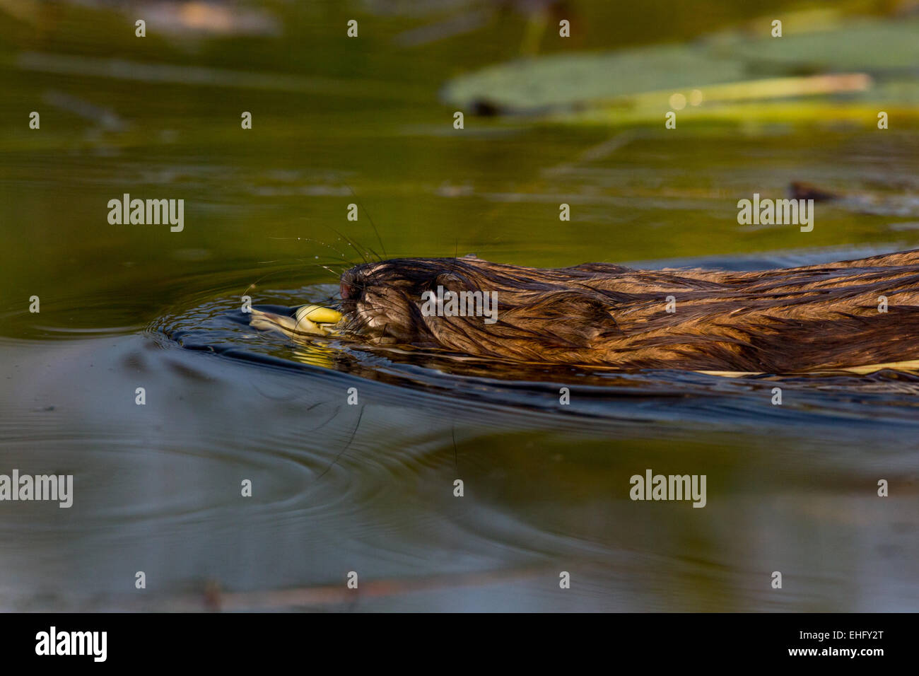 Nose patch hi-res stock photography and images - Alamy