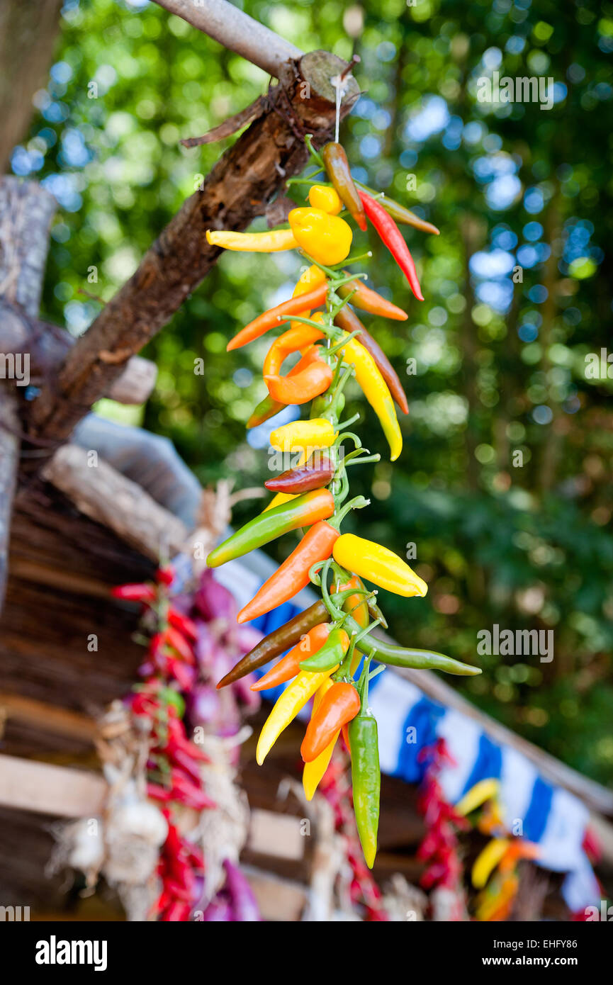 Multi colored Peppers Stock Photo - Alamy