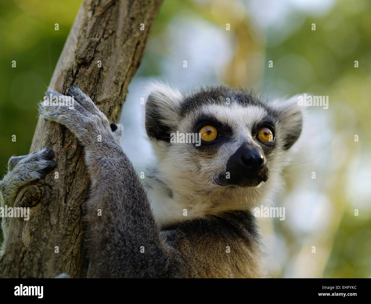 Lemur in Prague zoo. Prague, Czech Republic Stock Photo - Alamy