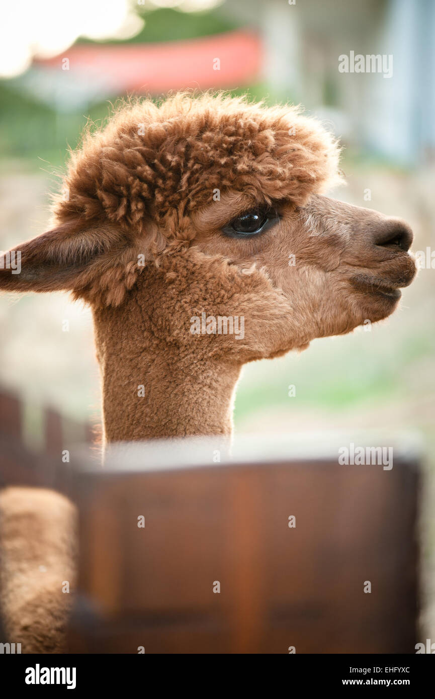 Llama behind fence hi-res stock photography and images - Alamy