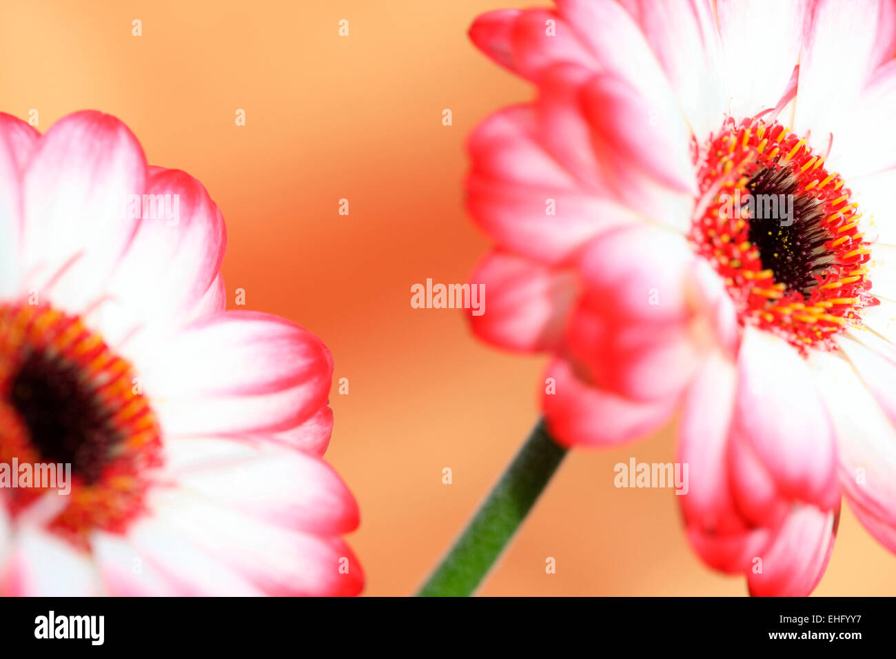 Fresh and Pure Contemporary Image of Red Tipped Gerberas Jane Ann ...