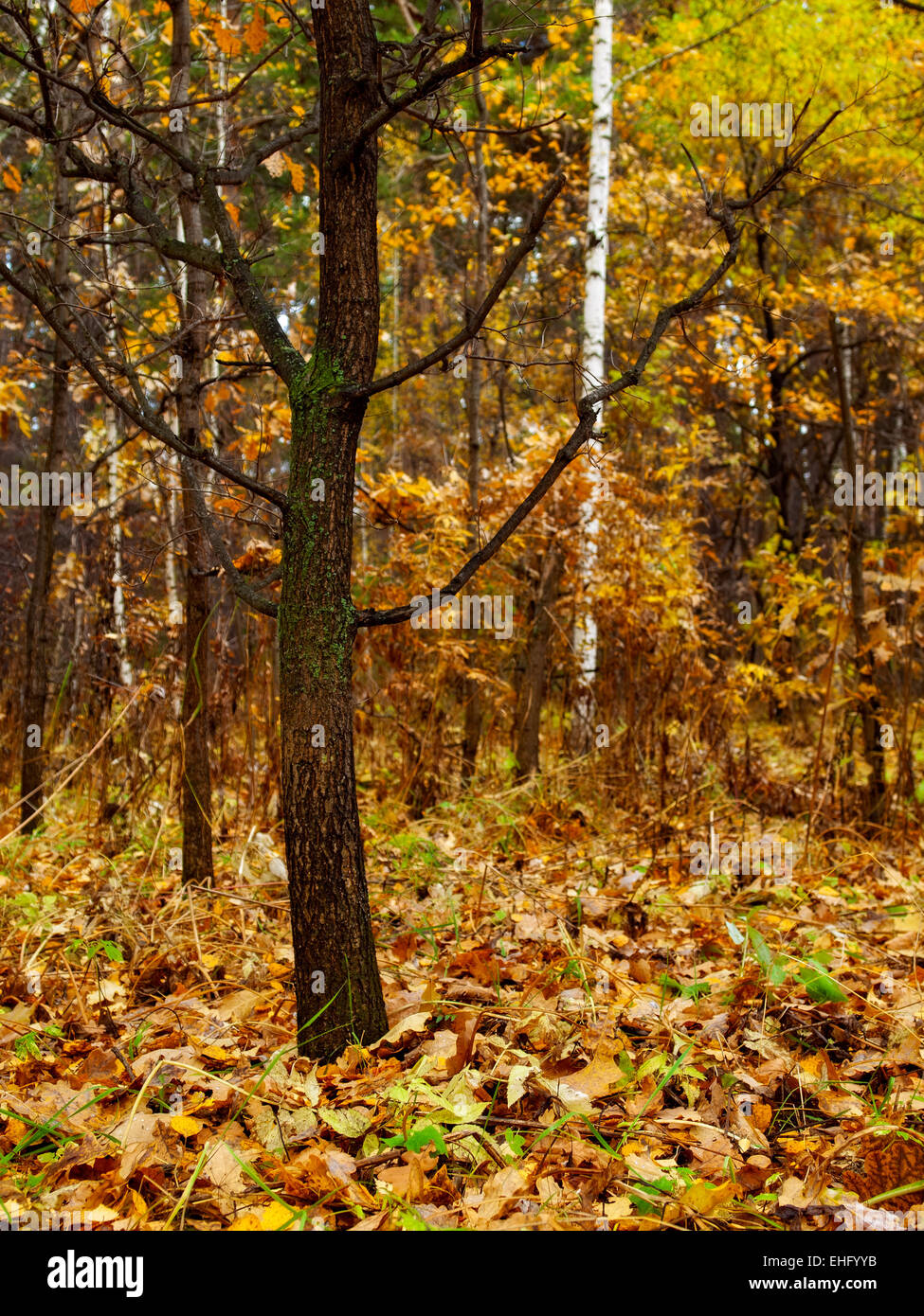 Fall Tree Without Leaves
