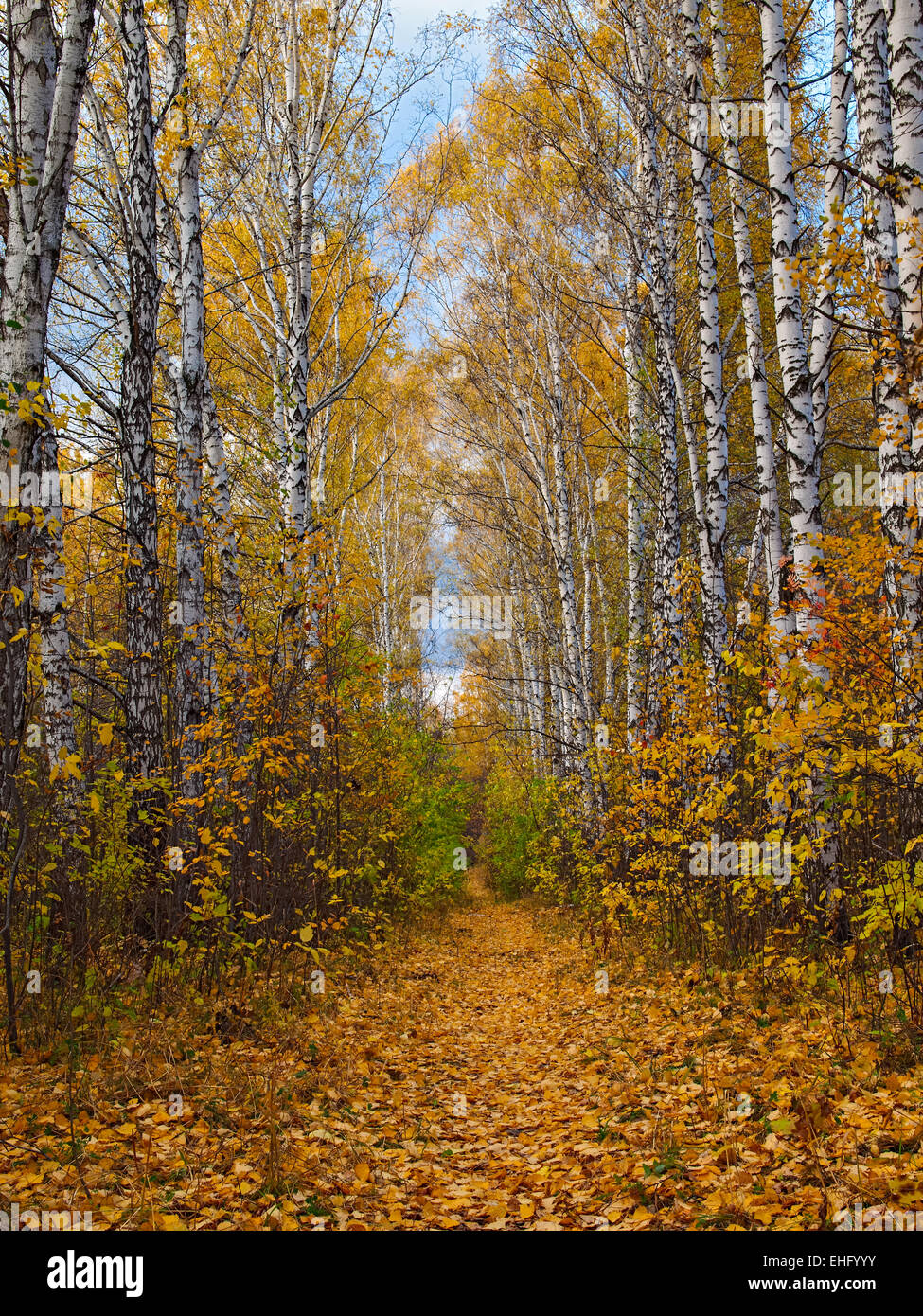 Strewn with leaves hi-res stock photography and images - Alamy