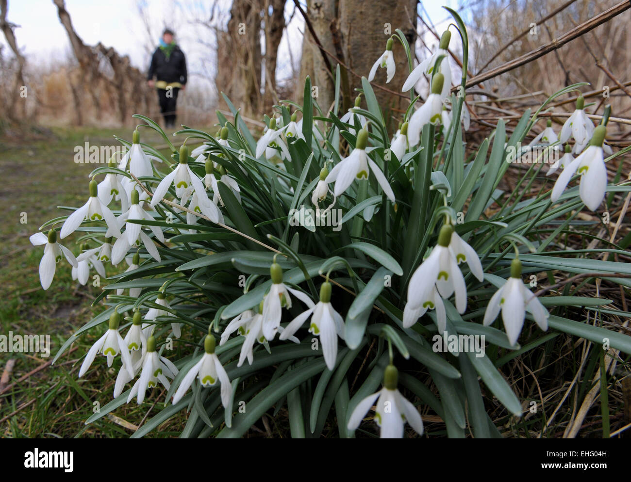 Dorum, Germany. 13th Mar, 2015. Snowdrops flowering in Wurster Land ...