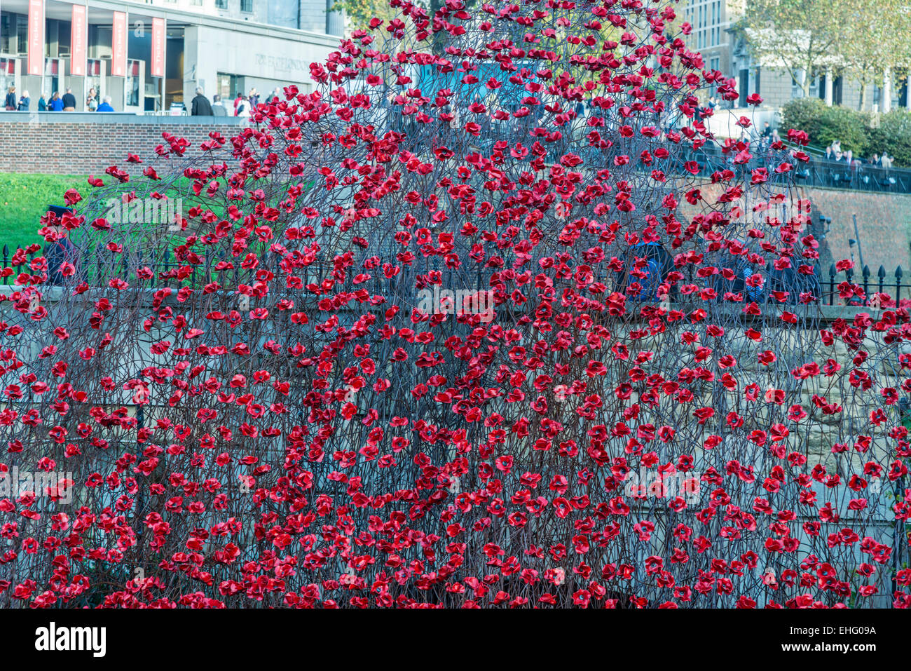 Display of ceramic red poppies at the Tower of London marking the ...
