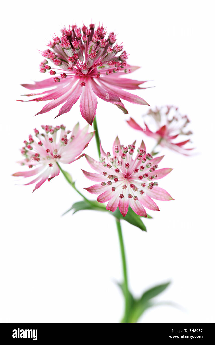 Astrantia major flower head on white background Stock Photo - Alamy